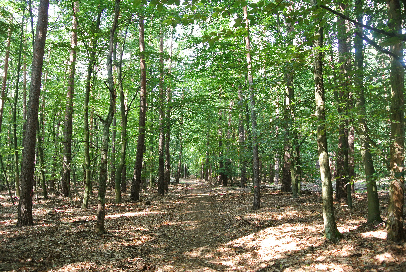 Spandauer Forst - Walk Your Dog